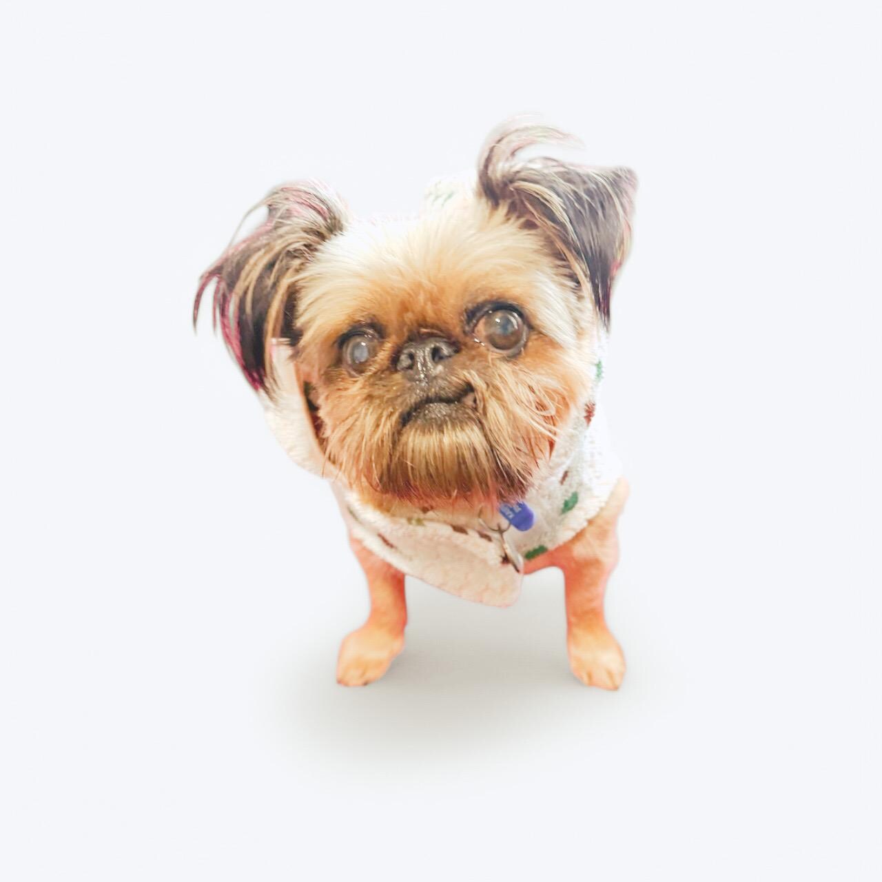 Retro Vintage Handmade Towelling Dog Jackets - Small | Quirky Bird ...